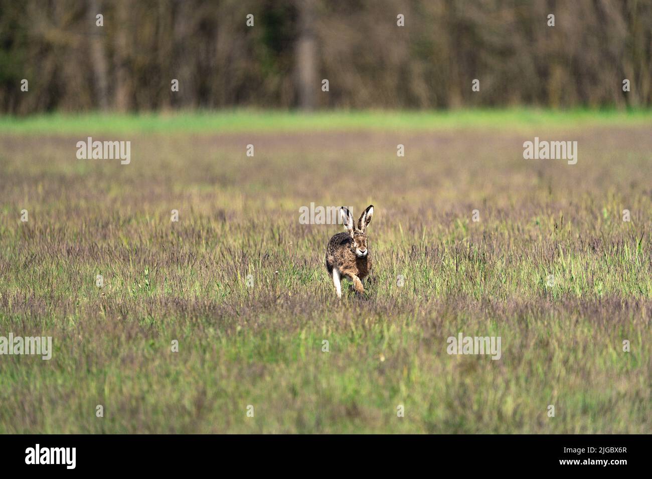 A brown rabbit hopping on the meadow Stock Photo - Alamy