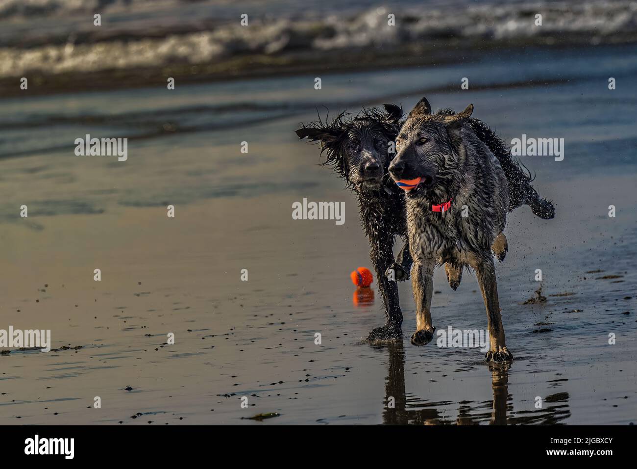 Two wet dogs chasing each other along a beach one dog with a ball in ...