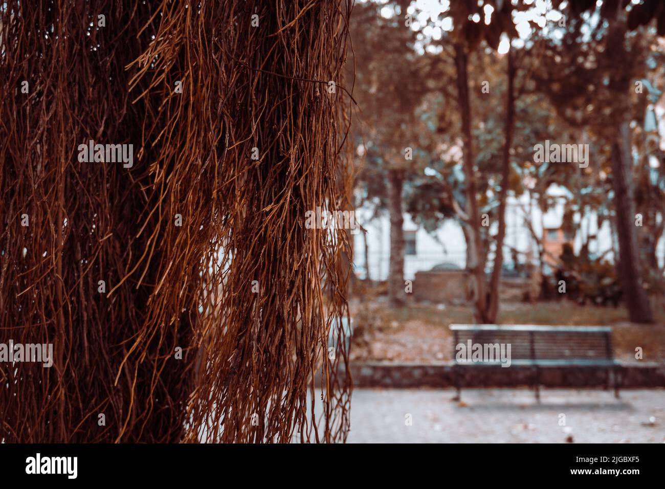 Long vine hi-res stock photography and images - Alamy