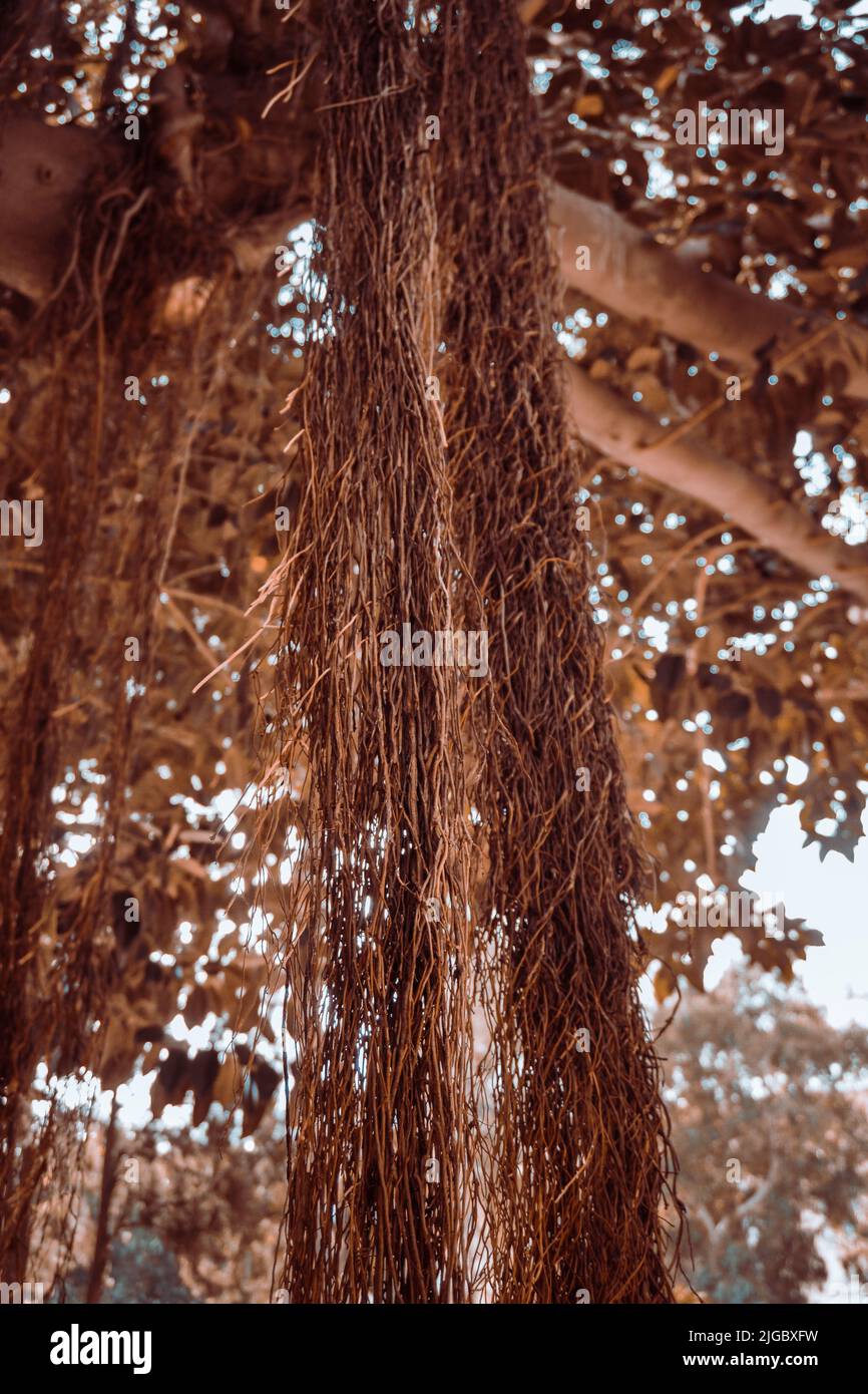 Long vine hi-res stock photography and images - Alamy