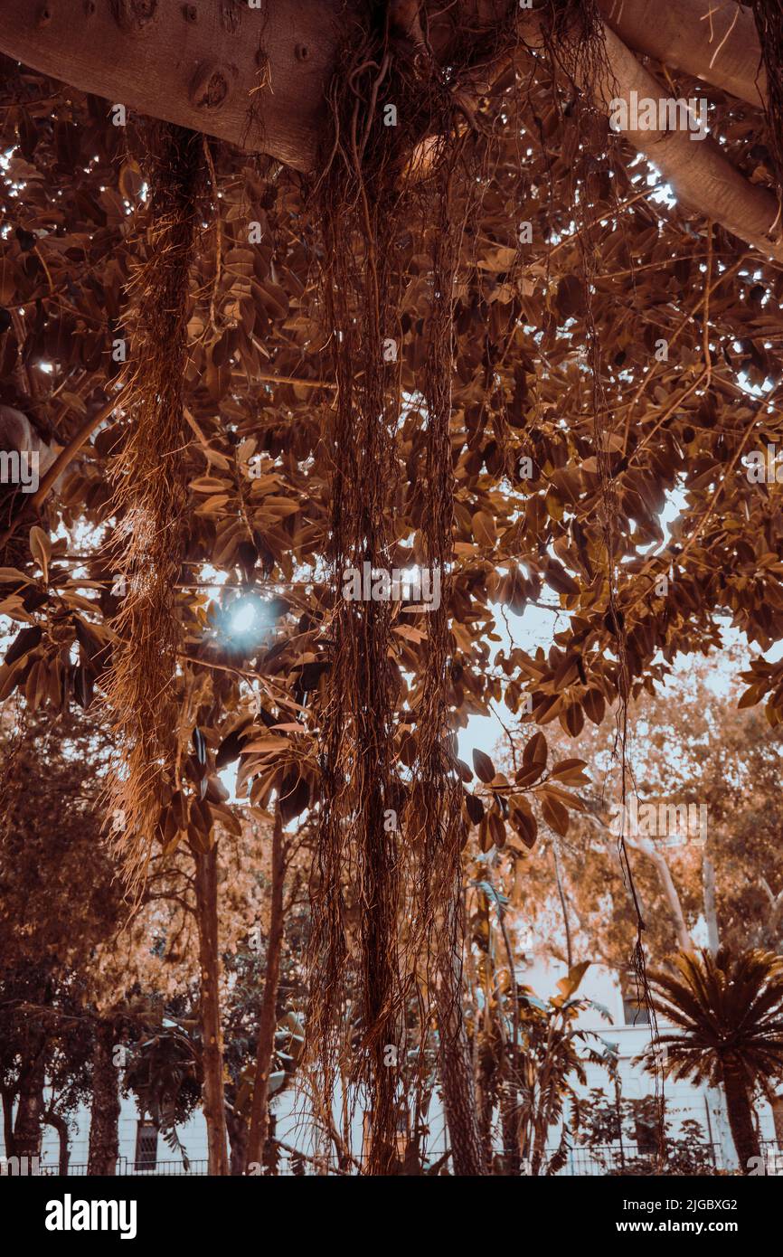 Long vine hi-res stock photography and images - Alamy