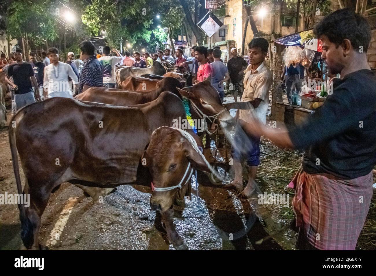 Vendors selling cows in the market for EID-UL-ADHA. EID-UL-ADHA is 2nd ...