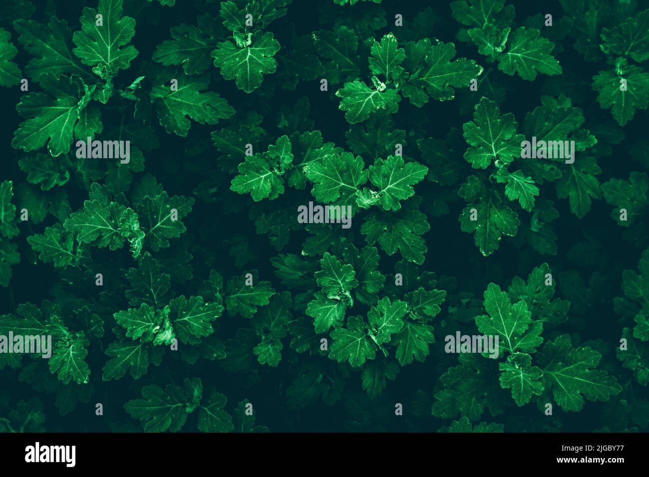 Green leaves pattern, summer natural plant backgrounds, nature ...
