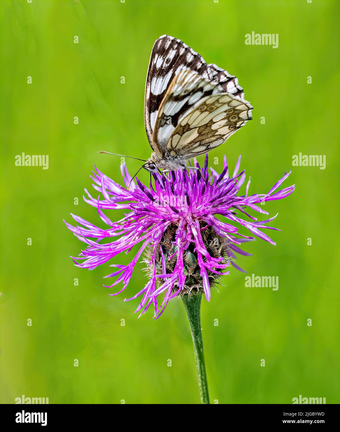 Marbled White Butterfly Stock Photo - Alamy