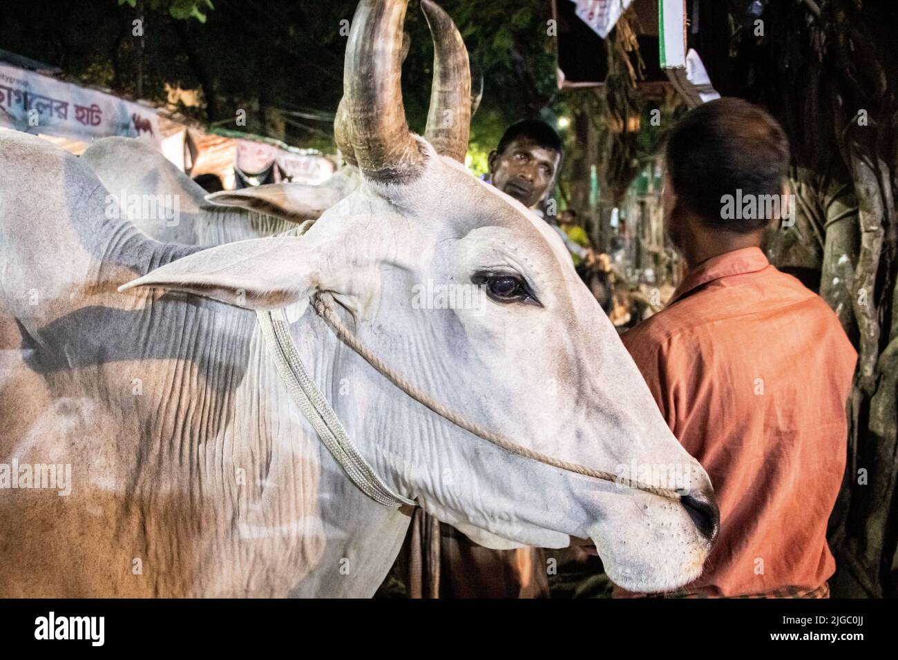 Vendors selling cows in the market for EID-UL-ADHA. EID-UL-ADHA is 2nd ...