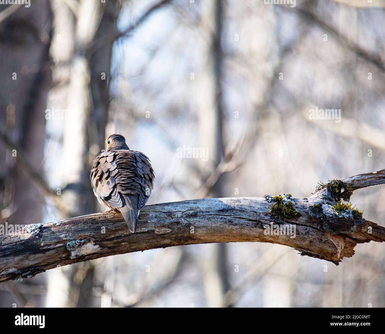 Mourning dove with slightly ruffled feathers perched on an apple tree ...
