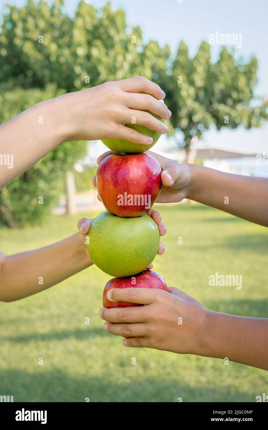 Multi-colored apples in the hands on the background of the park ...