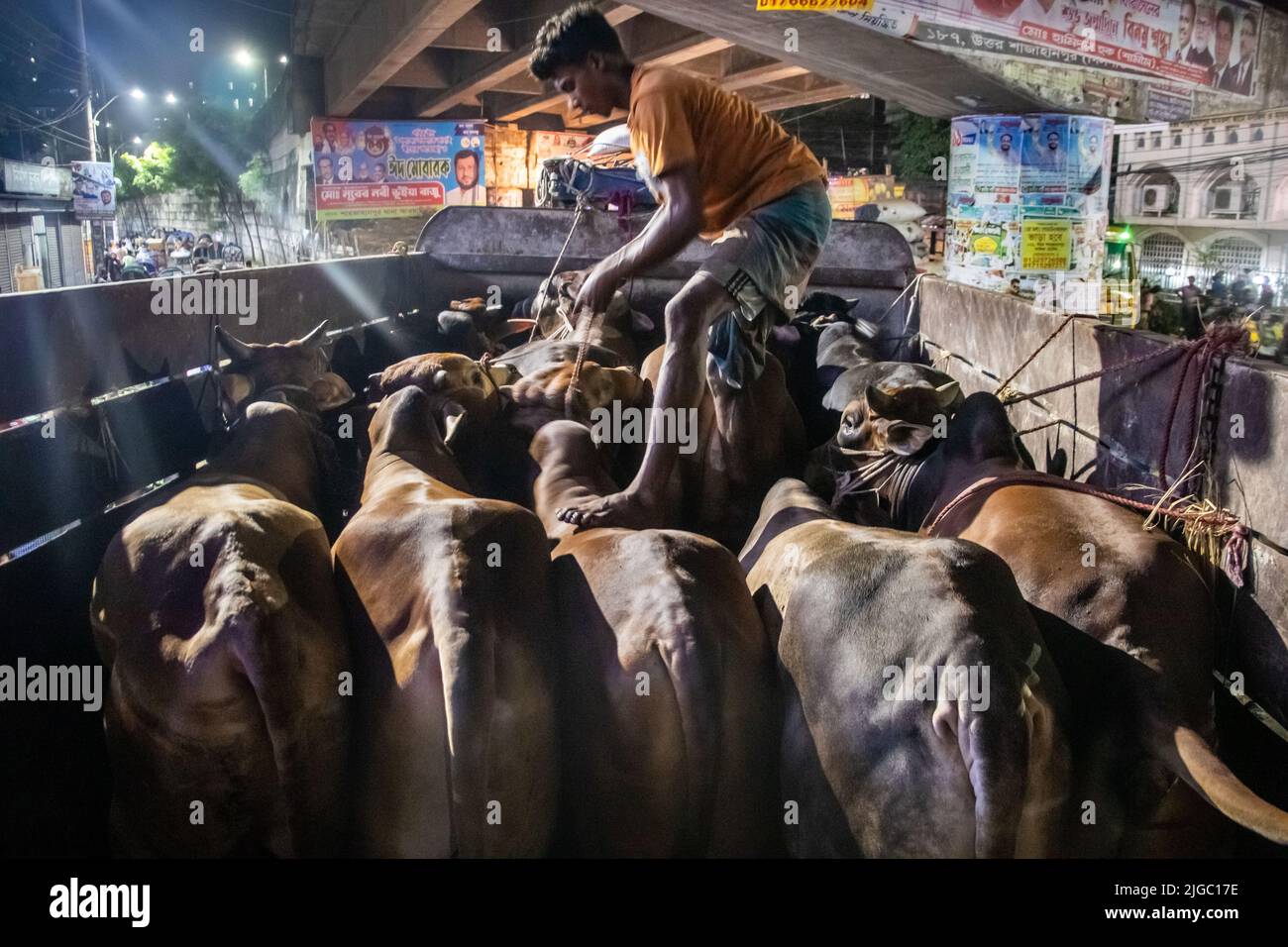 Vendors selling cows in the market for EID-UL-ADHA. EID-UL-ADHA is 2nd ...