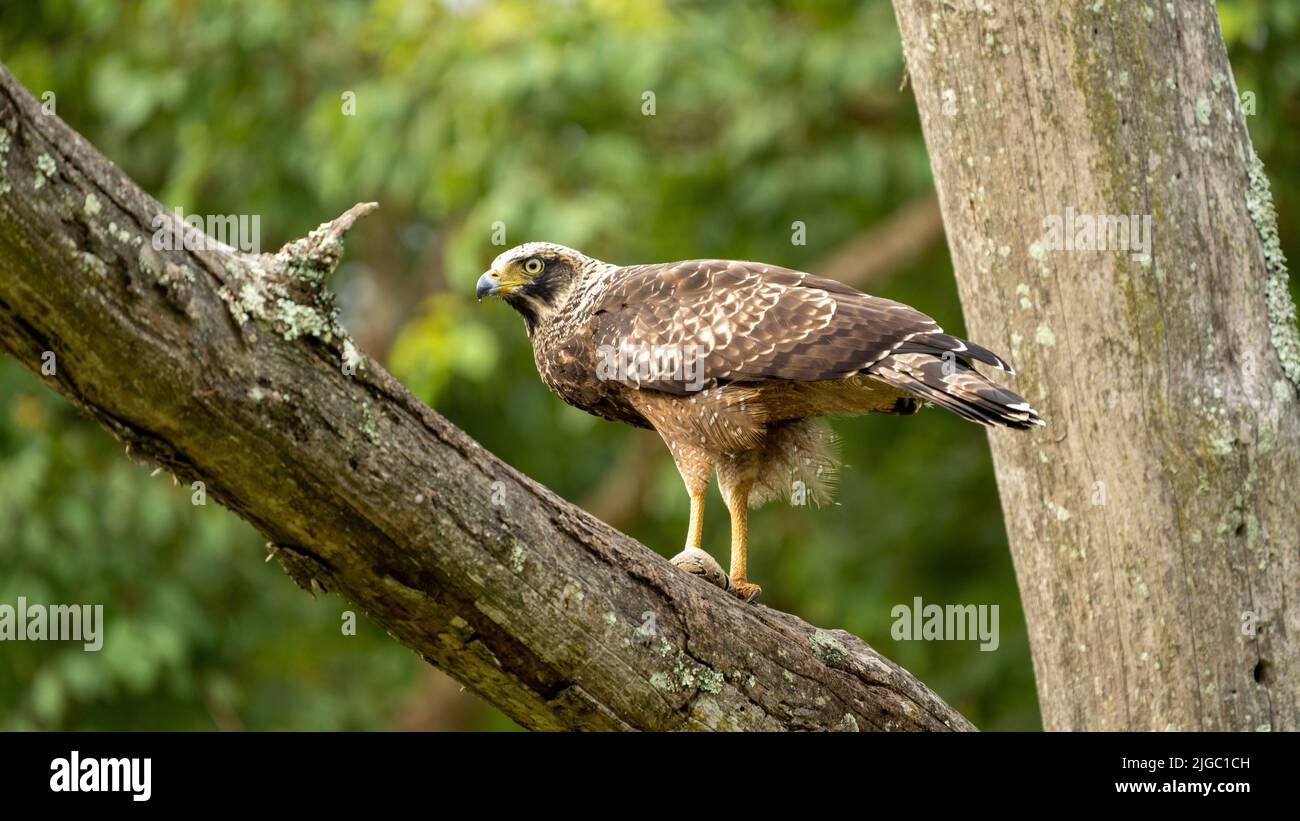 A crested serpent eagle (Spilornis cheela) with a caught snake on a ...