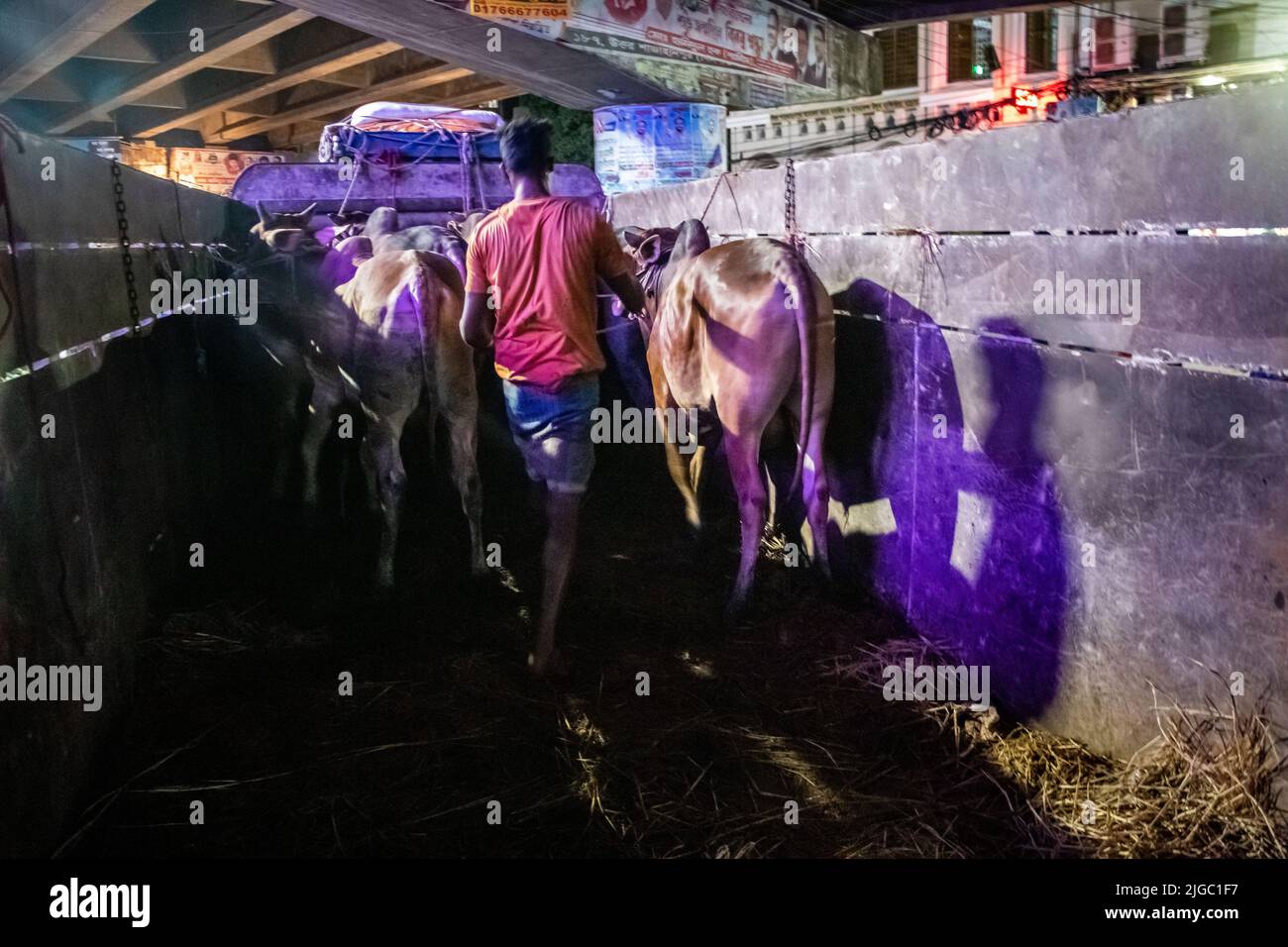 Vendors Selling Cows In The Market For Eid Ul Adha Eid Ul Adha Is 2nd