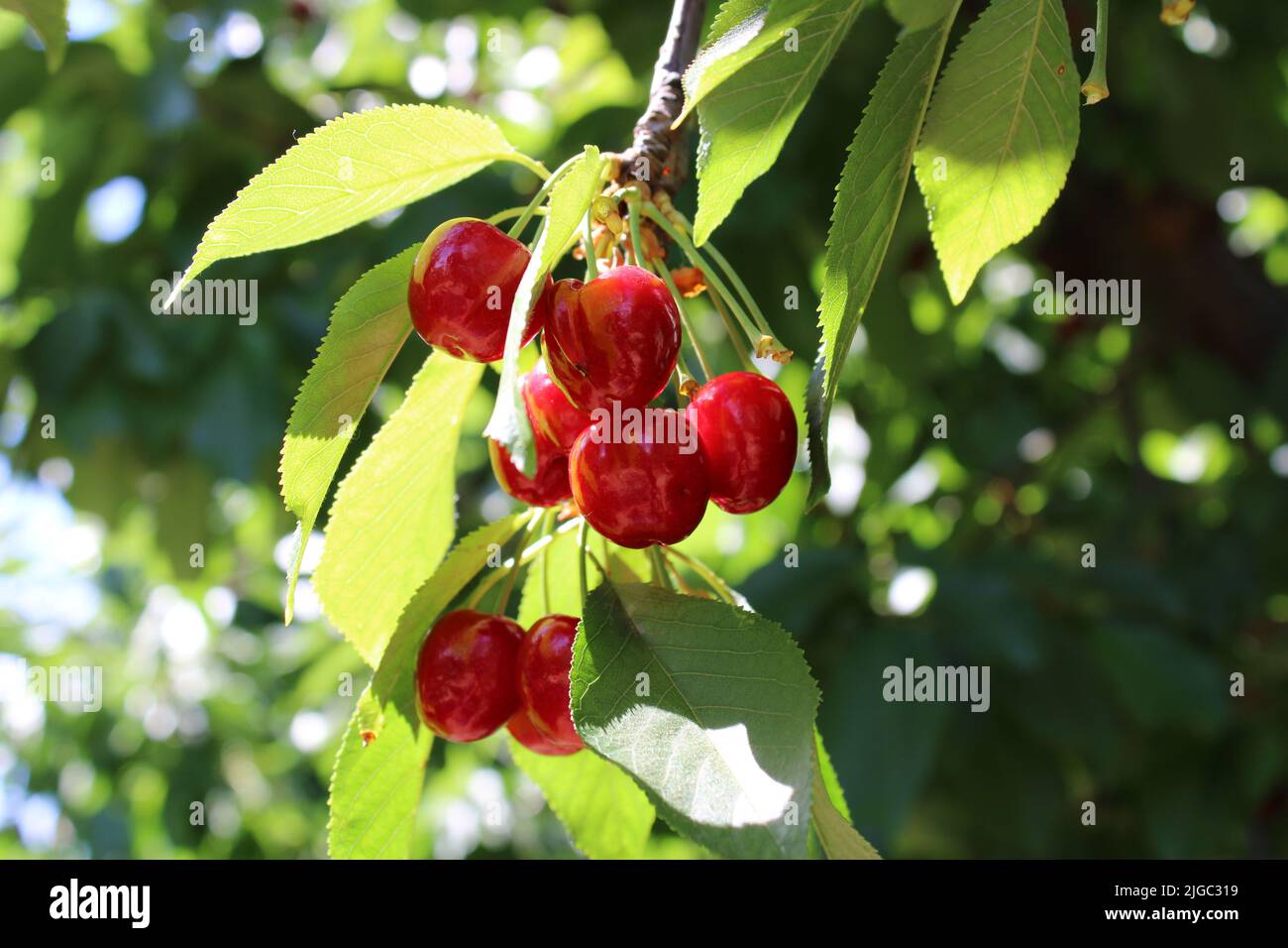 fruit picking at a cherry farm Stock Photo - Alamy