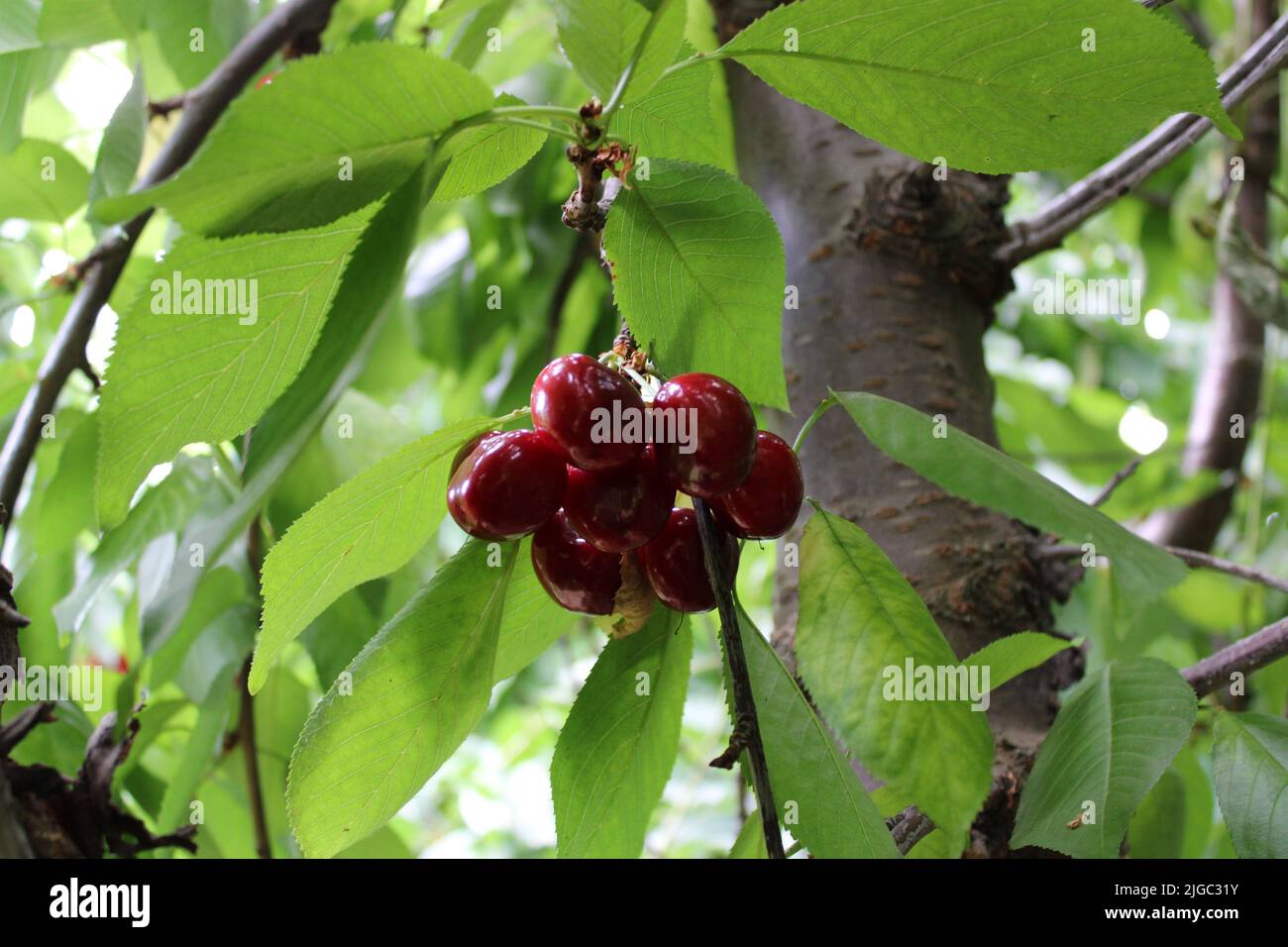 cherries on a tree at a California cherry farm Stock Photo - Alamy