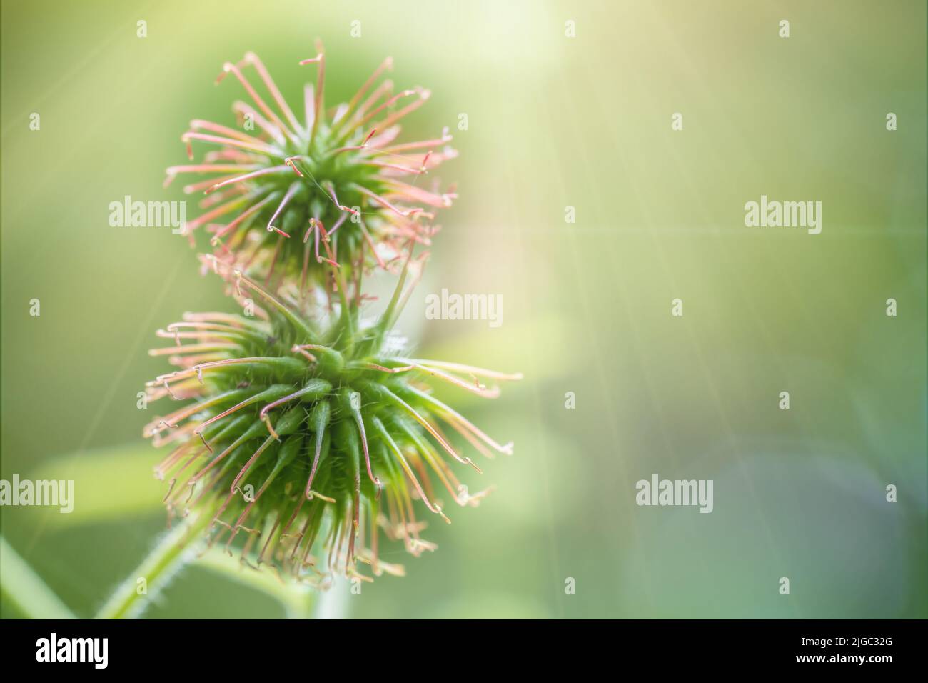Macro photo using 90mm Lens of very small prickly objects Stock Photo ...