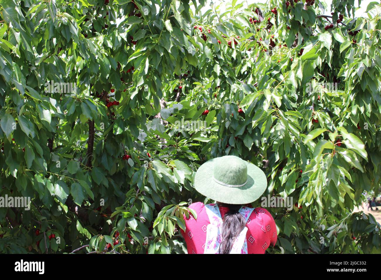 Woman fruit picking at a u pick farm in Brentwood California Stock ...