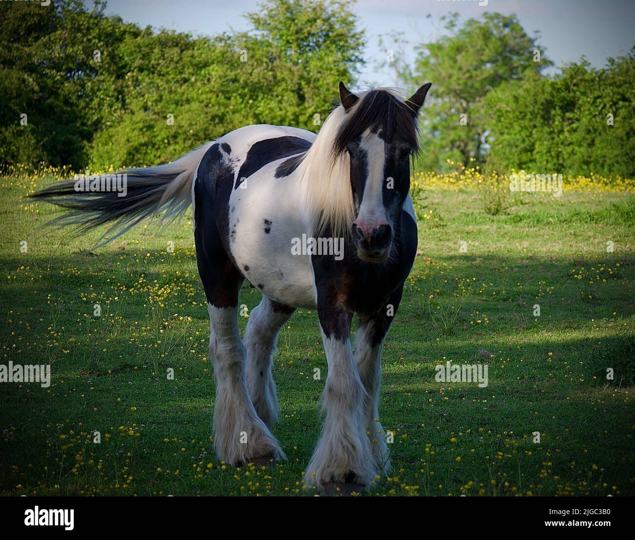 Tinker field hi-res stock photography and images - Alamy