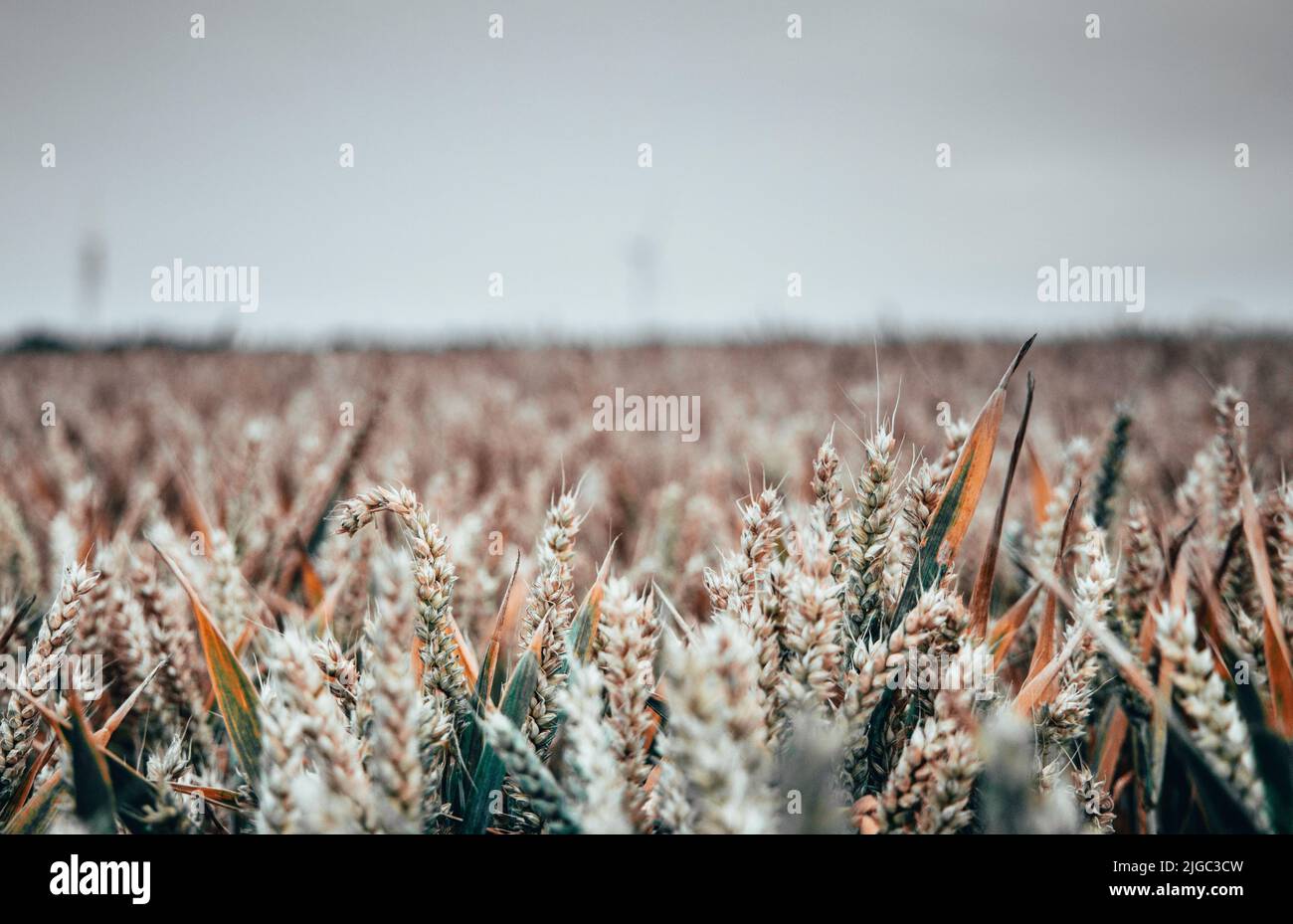A closeup shot of a corn field in selective focus split by gray sky ...