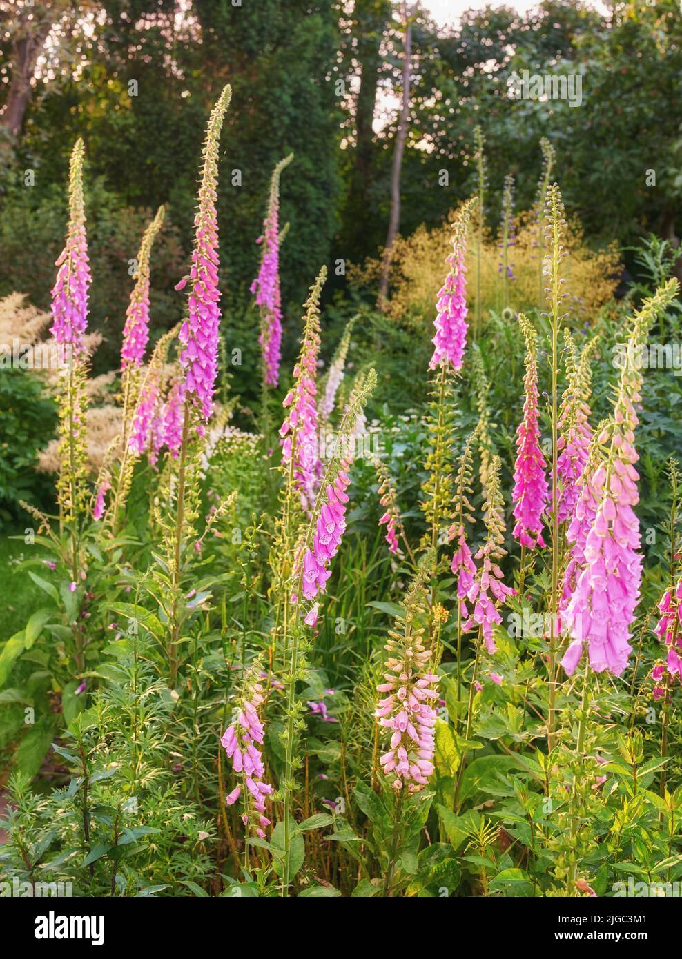 The foxgloves in the garden. Colorful foxgloves - digitalis purpurea ...