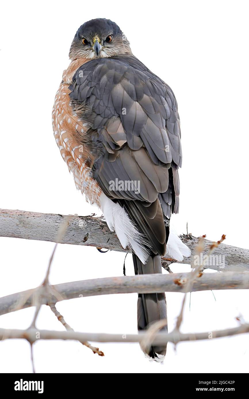 Bird on wire branch Cut Out Stock Images & Pictures - Alamy