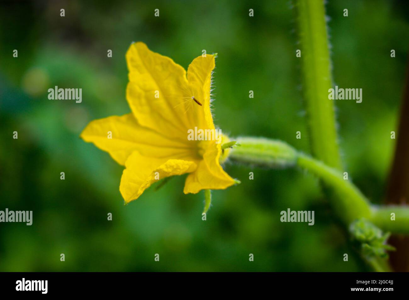 A yellow cucumber blossom on the plant wih green background Stock Photo ...