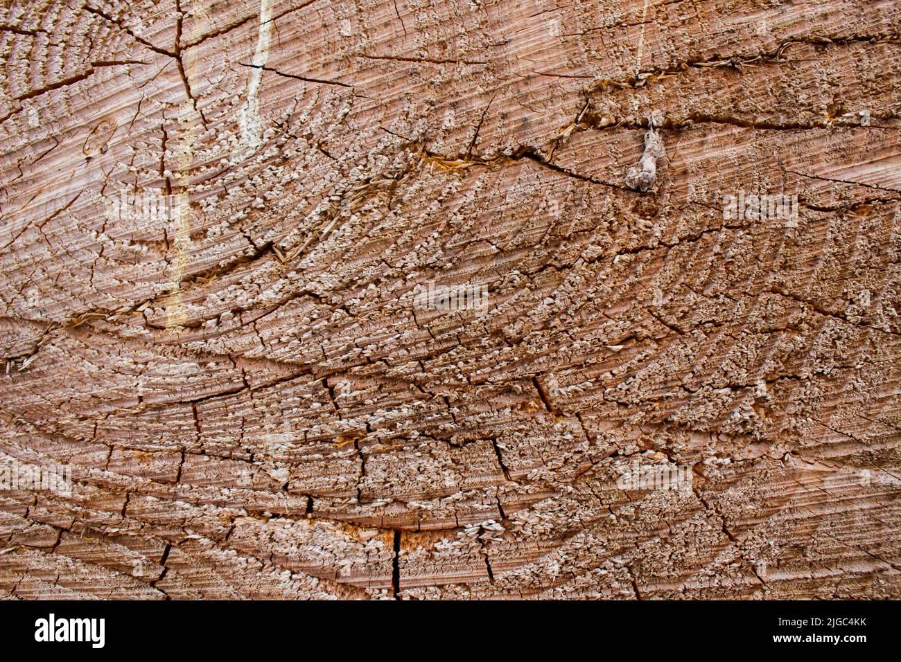 A close up shot of cutted wood Stock Photo - Alamy