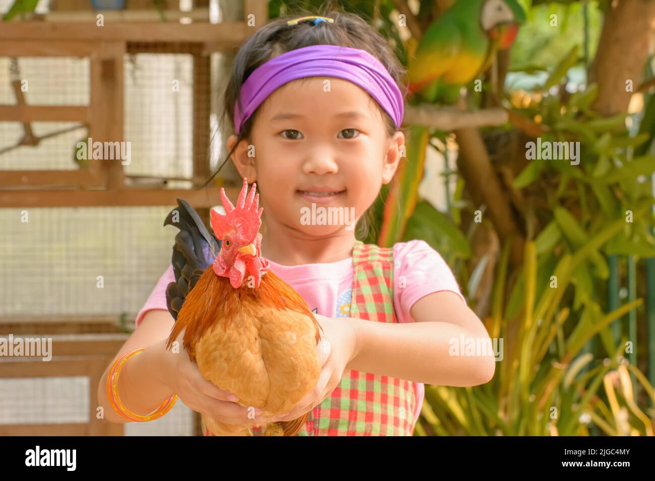 The portrait of an Asian little girl caught a chicken in the village ...
