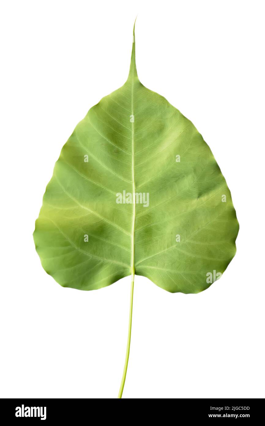 The close-up vertical view of cordate leaf isolated on a white ...