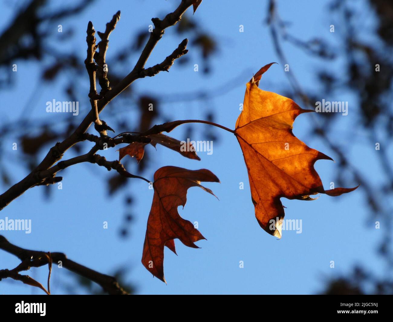 Autumn leaves of plane tree with back light and blue sky background ...
