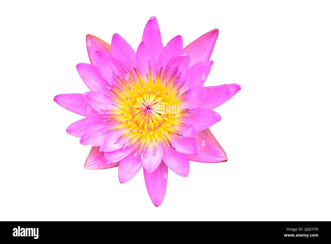 The top view of a pink Lotus flower isolated on the white background ...