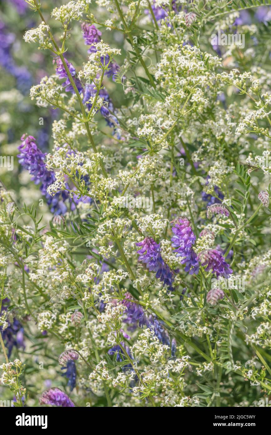 White flowers of Hedge Bedstraw / Galium mollugo & Purple Vetch / Vicia ...