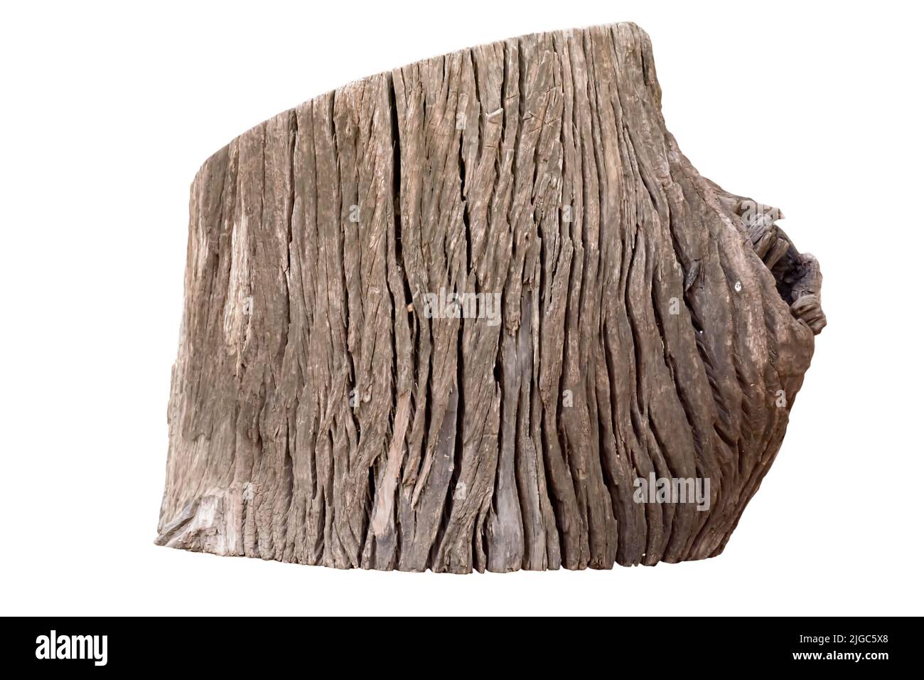 The close-up view of a part of the tree Stump isolated on a white ...