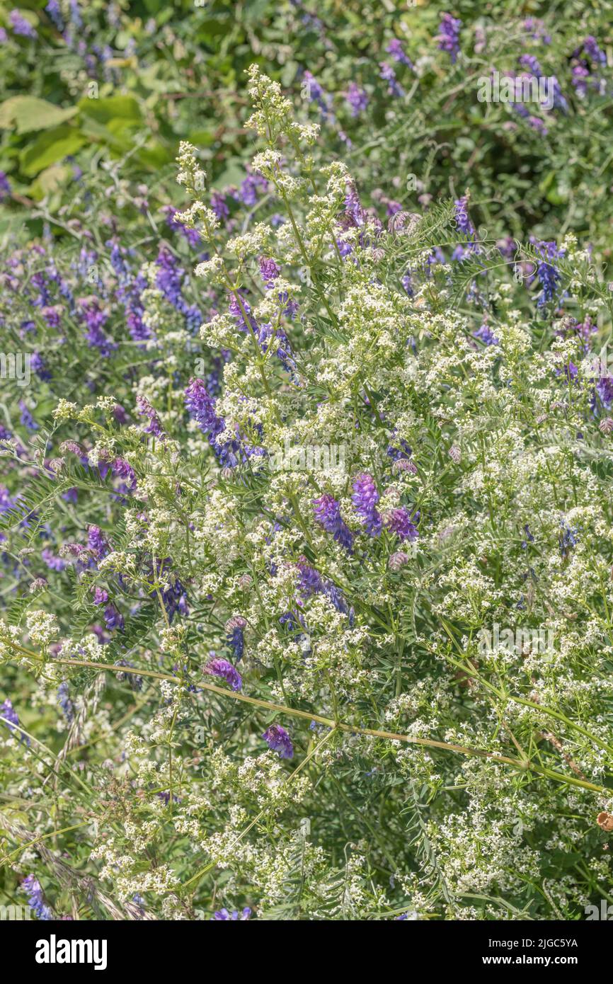 White flowers of Hedge Bedstraw / Galium mollugo & Purple Vetch / Vicia ...