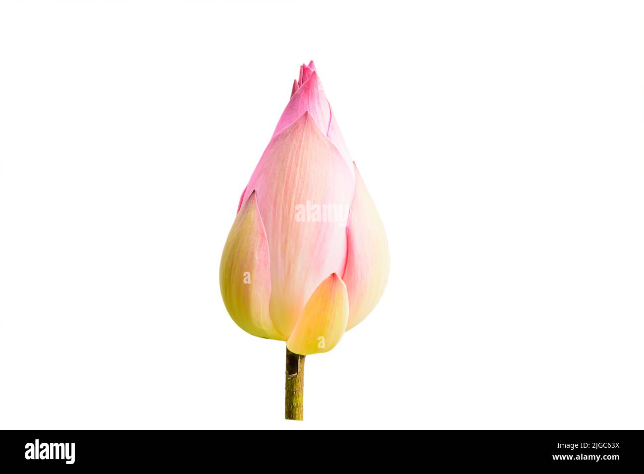 The unopened flower bulb of Nelumbo nucifera against the white ...