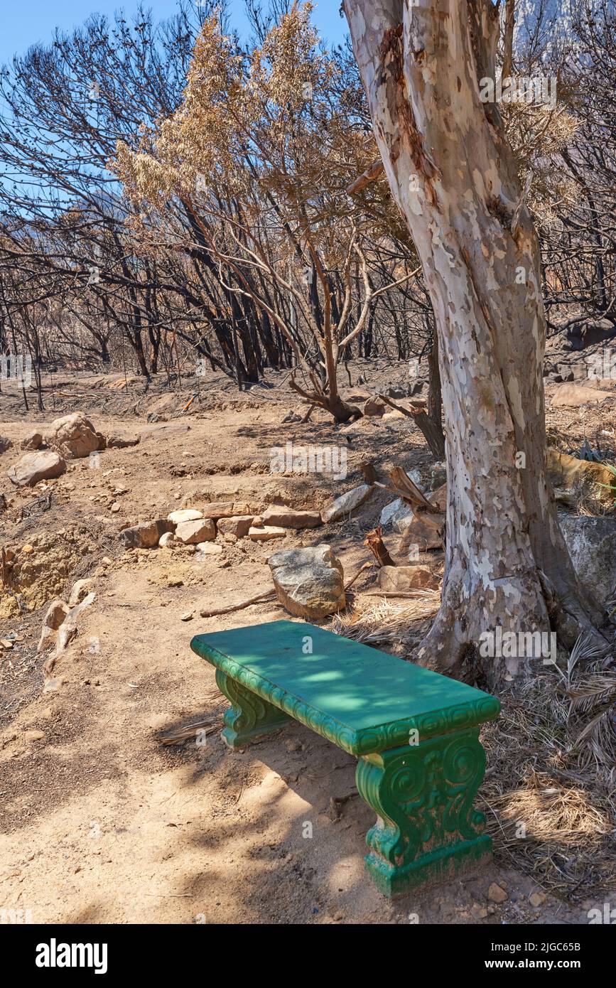 Green bench in a park. Photo of a public bench in the woods. A vintage ...