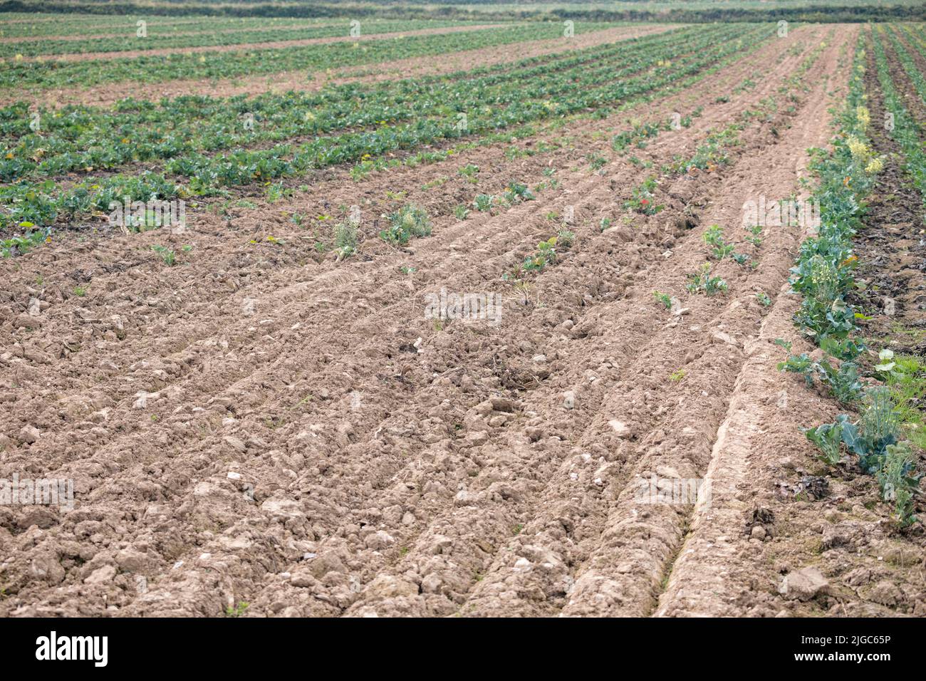 Root crops growing in field hi-res stock photography and images - Alamy