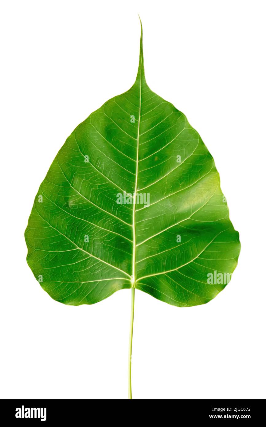 The vertical close-up view of the cordate leaf on a white background ...