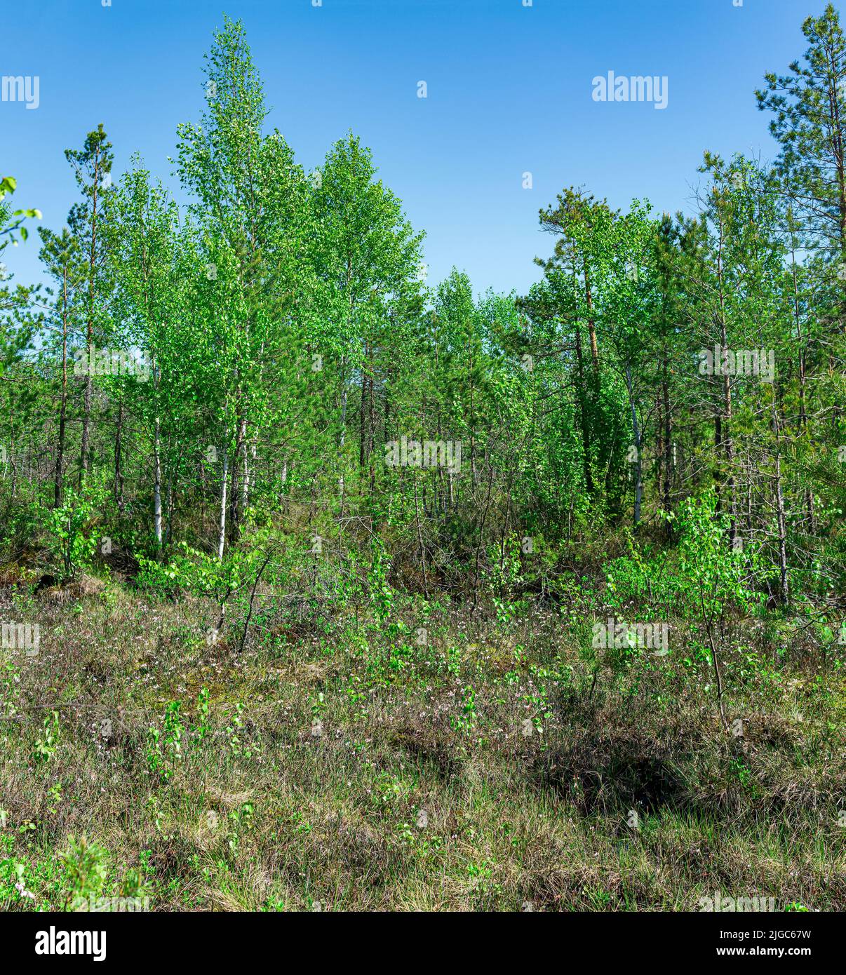 wooded bog, wetland landscape with birch crooked forests on a peat ...