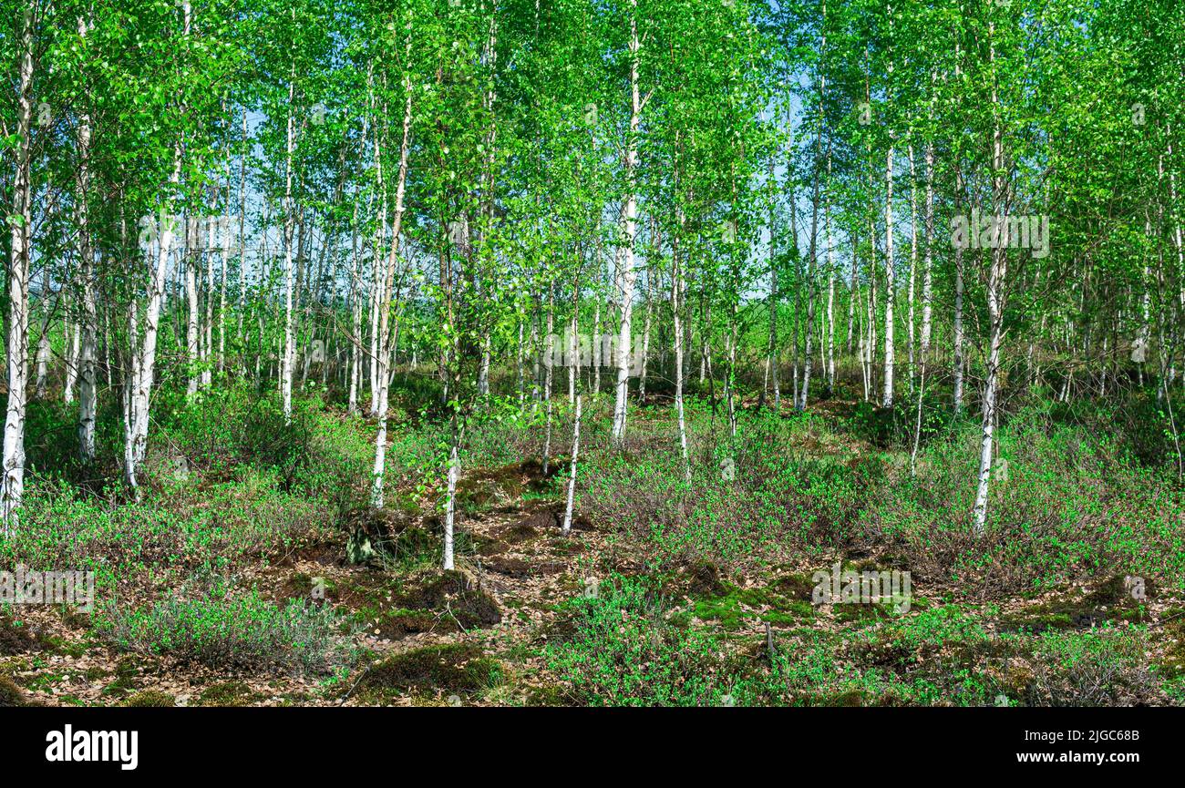 wooded bog, wetland landscape with birch forests on a peat Stock Photo ...