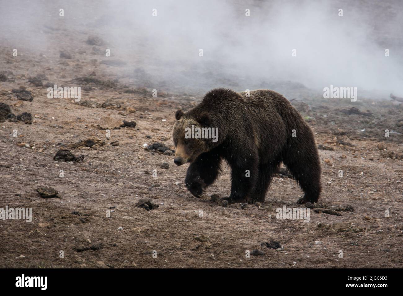 A grizzly bear in Yellowstone National Park Stock Photo - Alamy