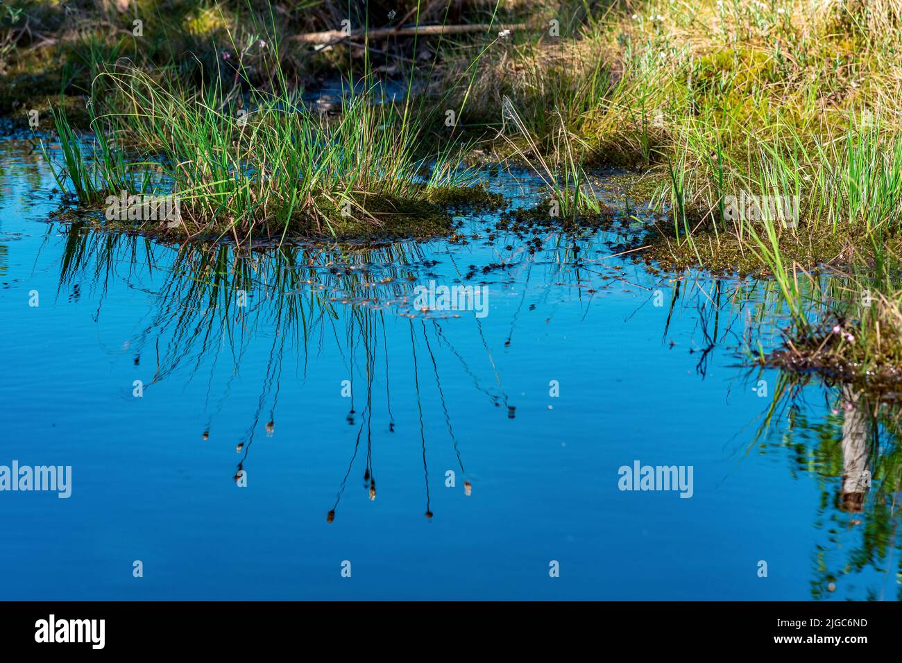 marsh landscape with grass tussocks and reflection in open water Stock ...
