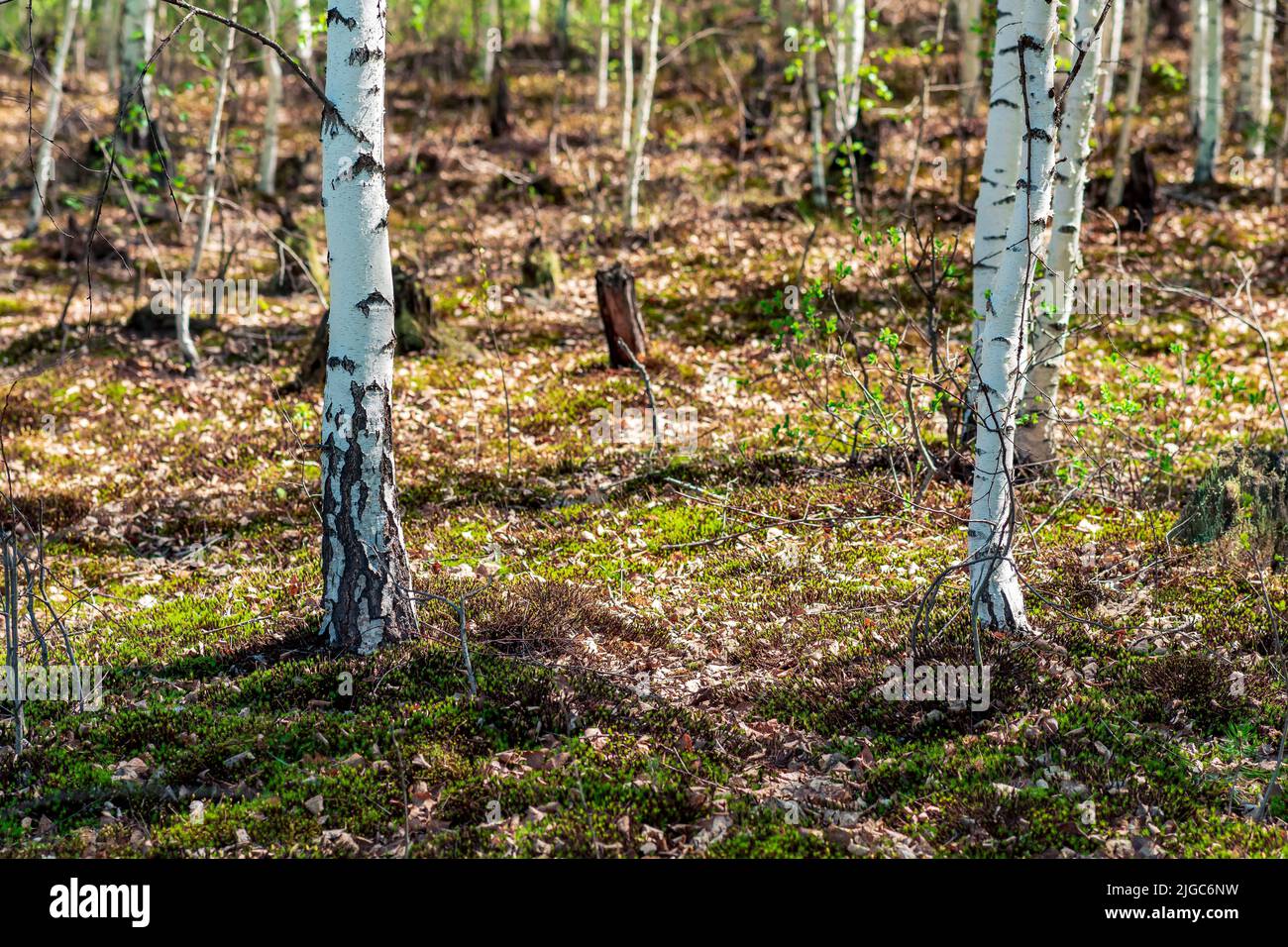 wooded bog, wetland landscape with birch forests on a peat Stock Photo ...