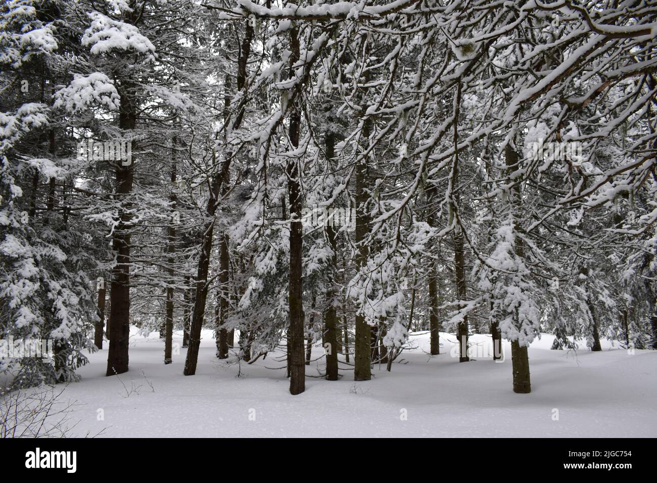 A softwood forest in winter, Sainte-Apolline, Quebec, Canada Stock ...