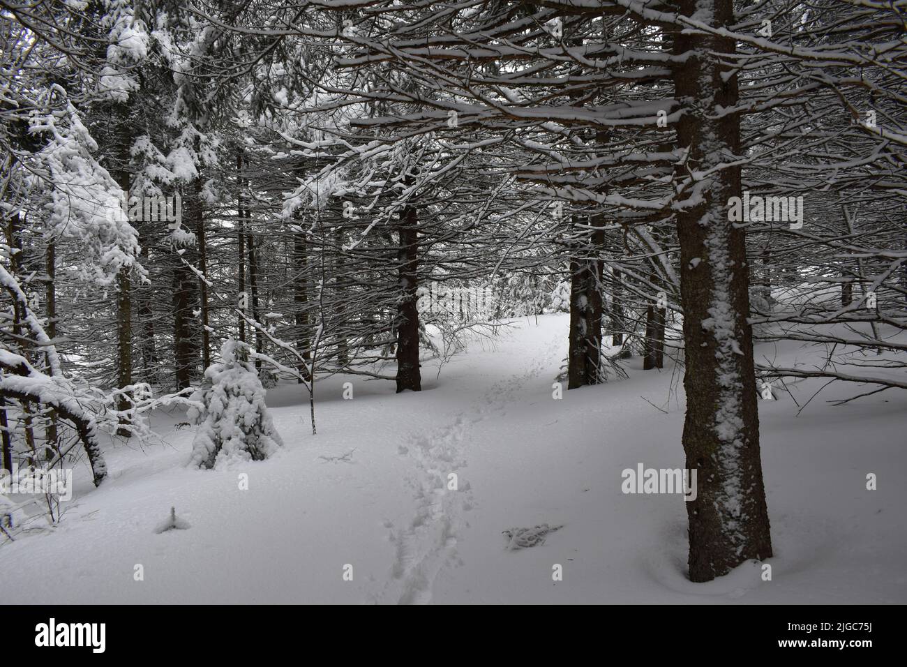A softwood forest in winter, Sainte-Apolline, Quebec, Canada Stock ...