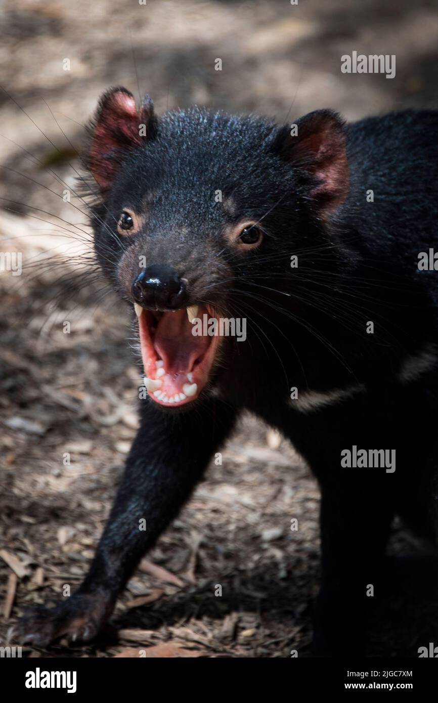 A vertical shot of a Tasmanian devil showing an aggressive pose with ...