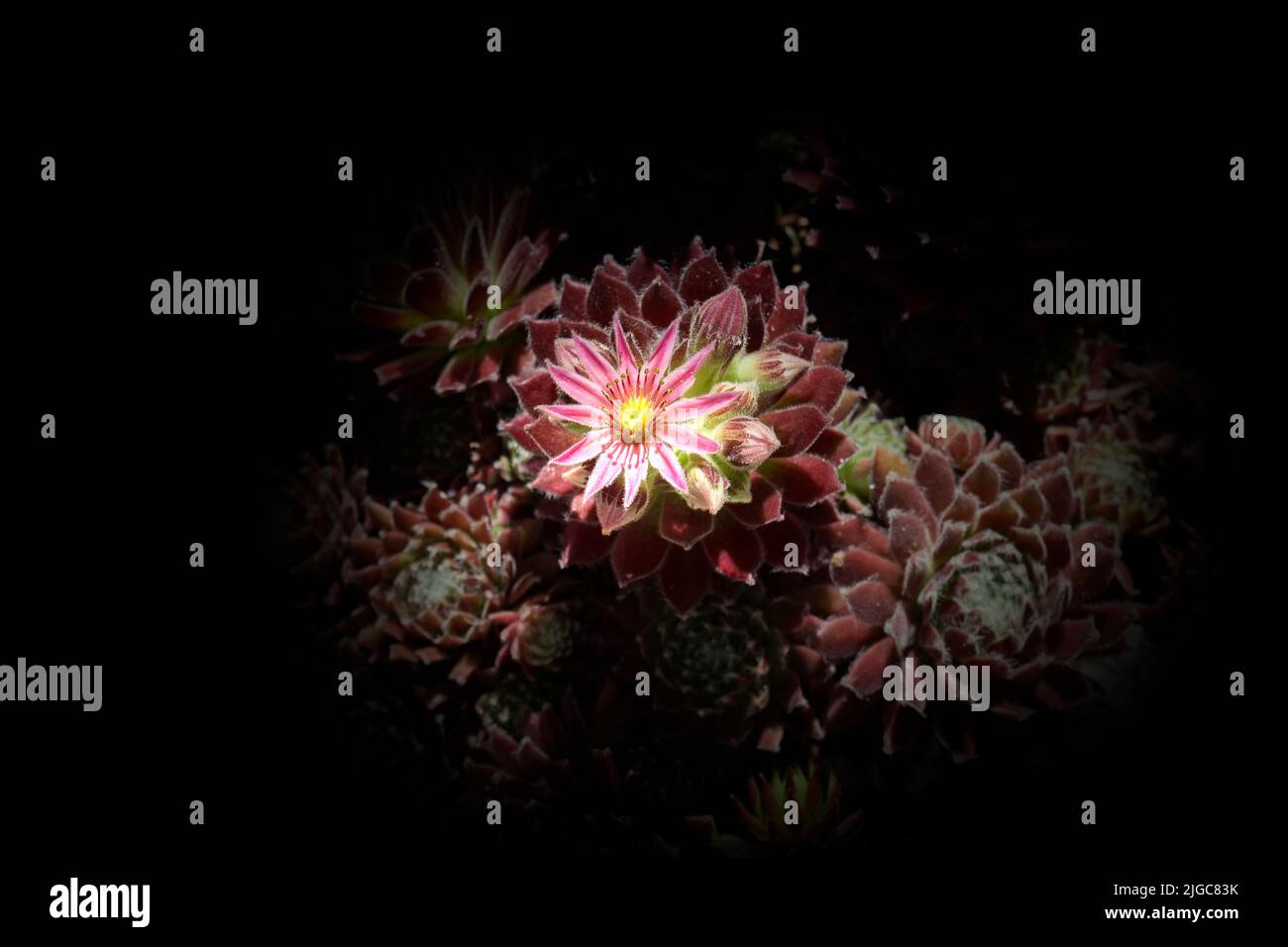 Sempervivum arachnoideum flower, cobweb houseleek, growing. With ...