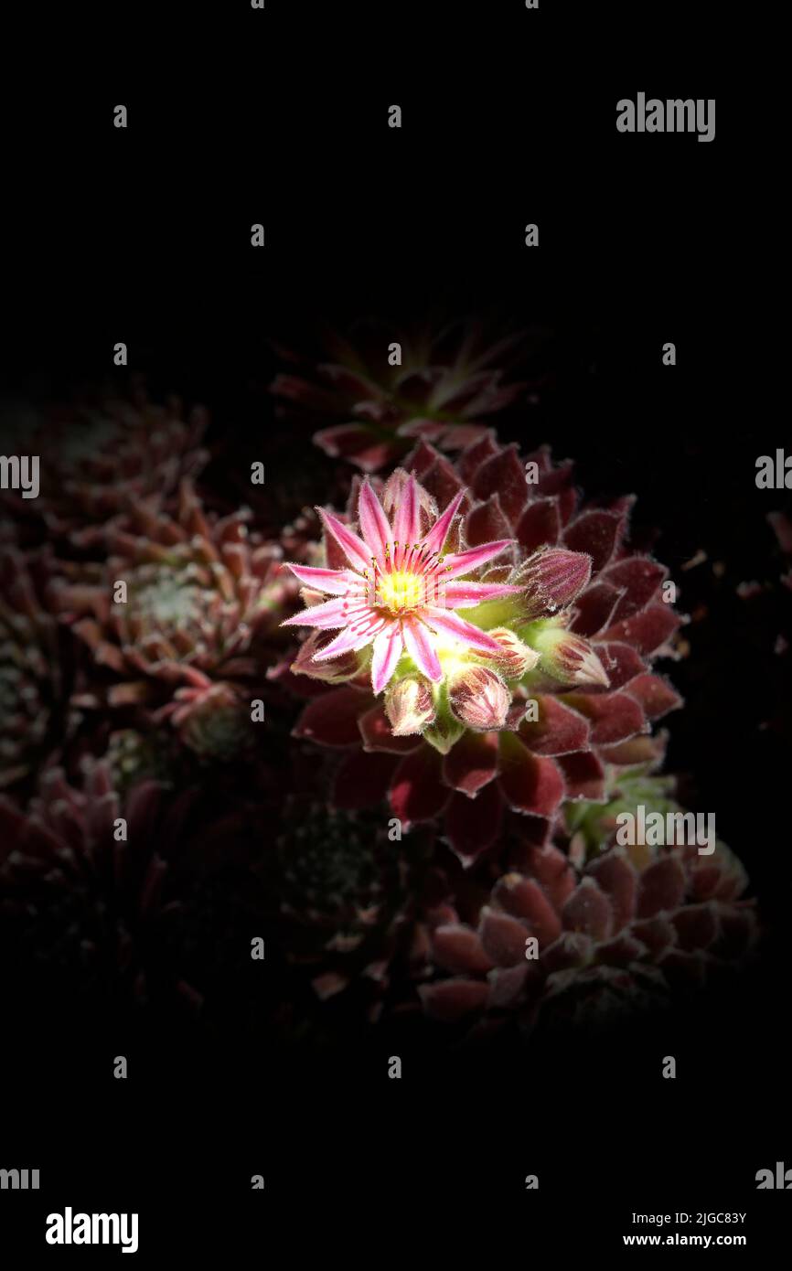 Sempervivum arachnoideum flower, cobweb houseleek, growing. With ...