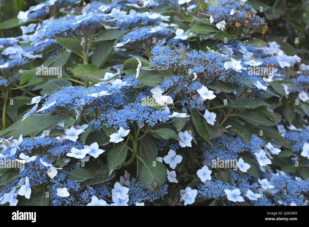 Beautiful blue Tea of heaven (Hydrangea serrata) flowers in a garden ...