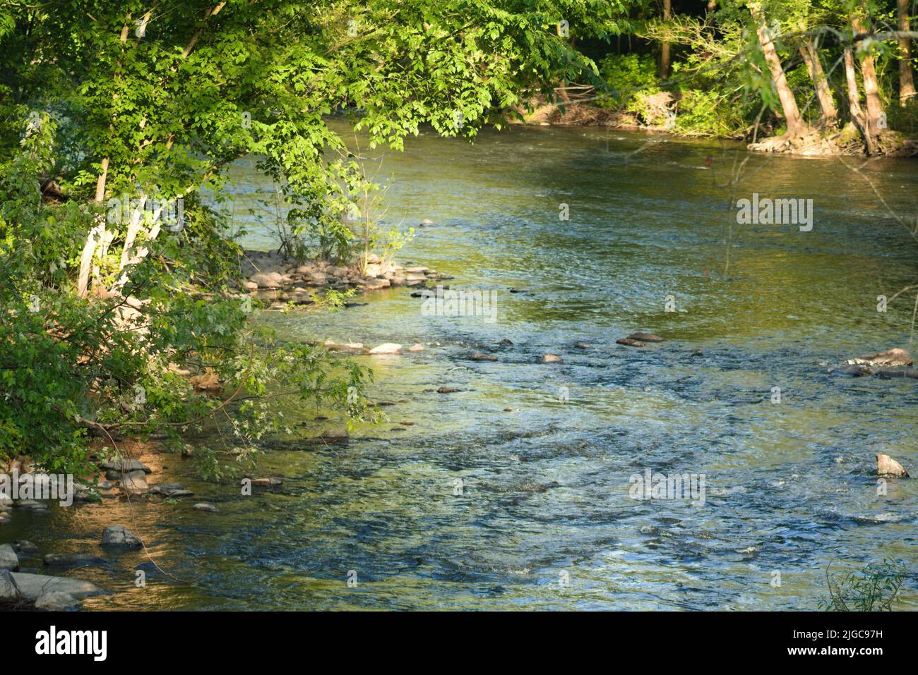 A flowing stream surrounded by growing trees in Williamsburg Stock ...
