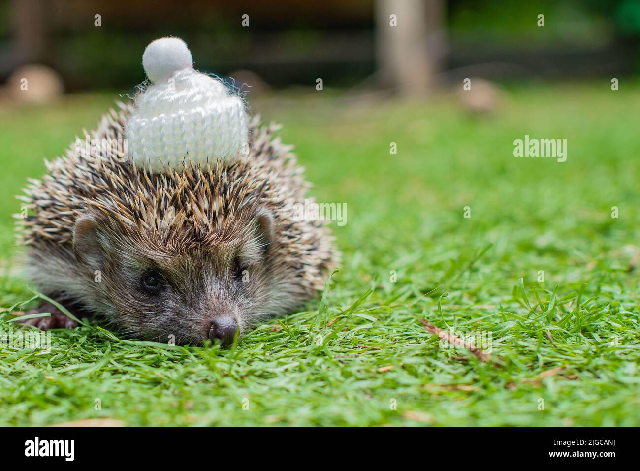 one big hedgehog in a white cap Stock Photo - Alamy