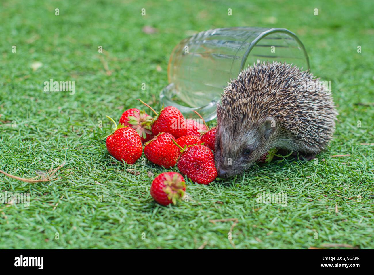 cute hedgehog in a clearing with red strawberries Stock Photo - Alamy