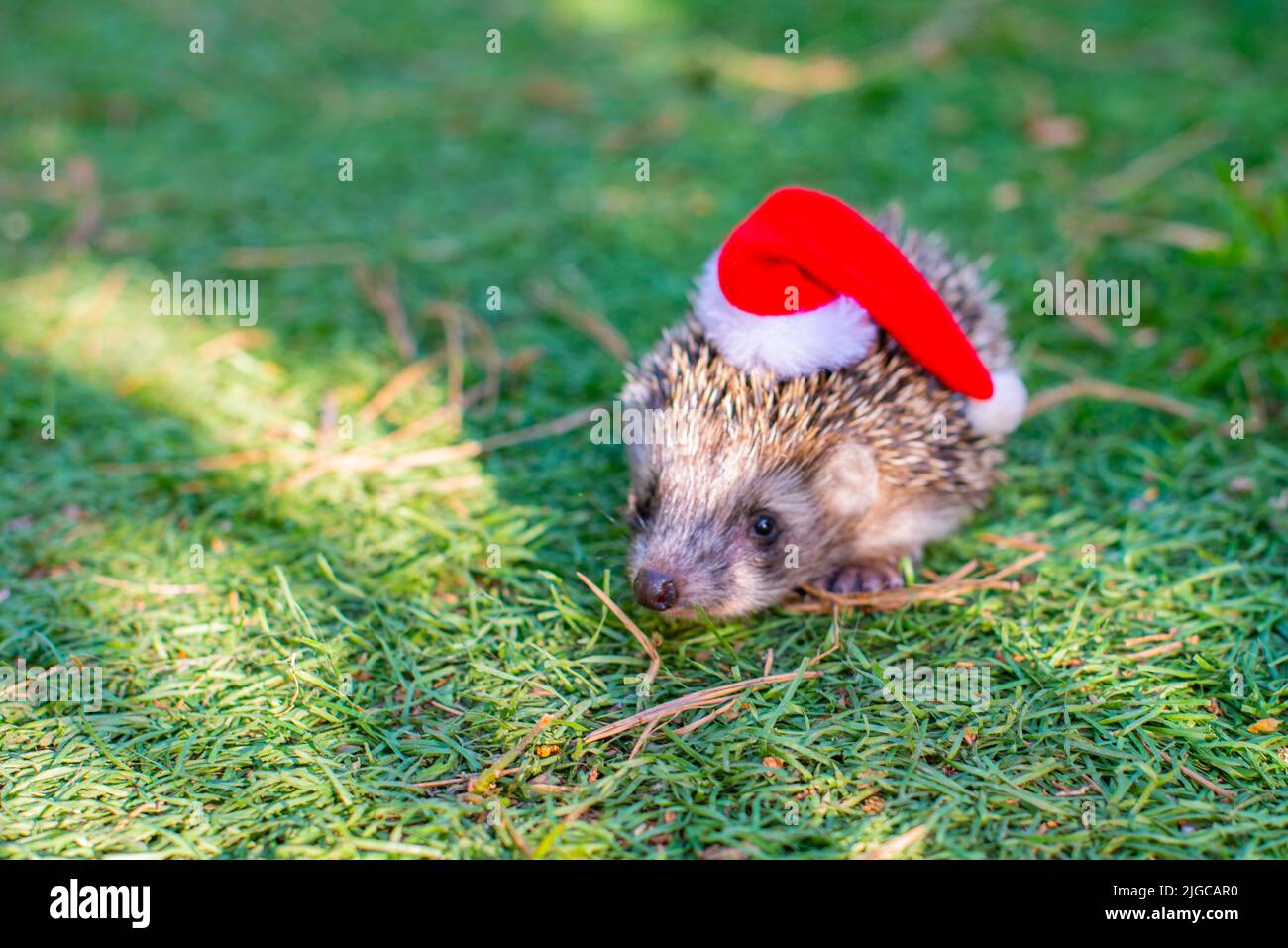 one hedgehog in a green meadow in a red cap Stock Photo - Alamy